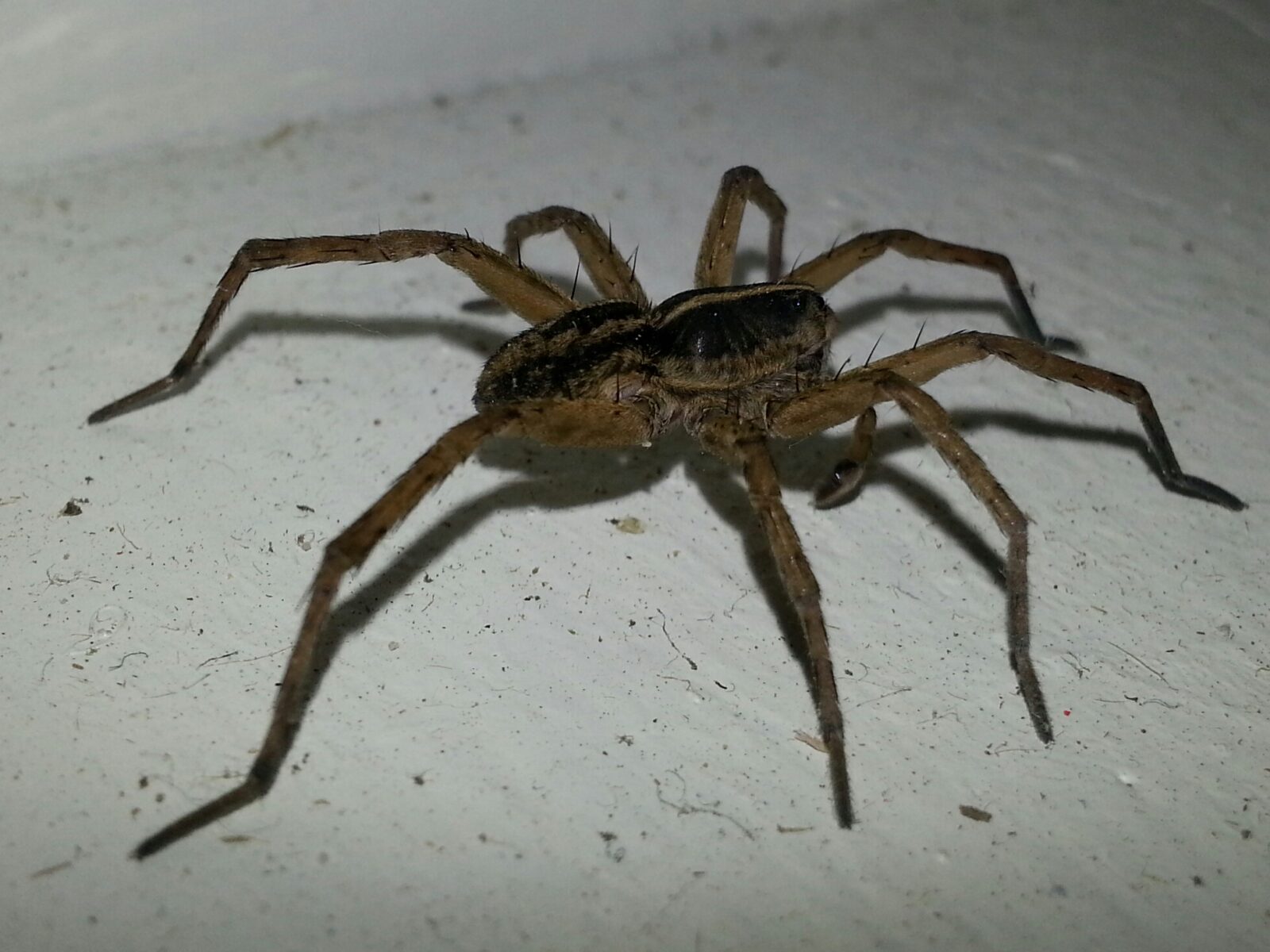 What Happens to Spiders When the Cold Weather Comes?