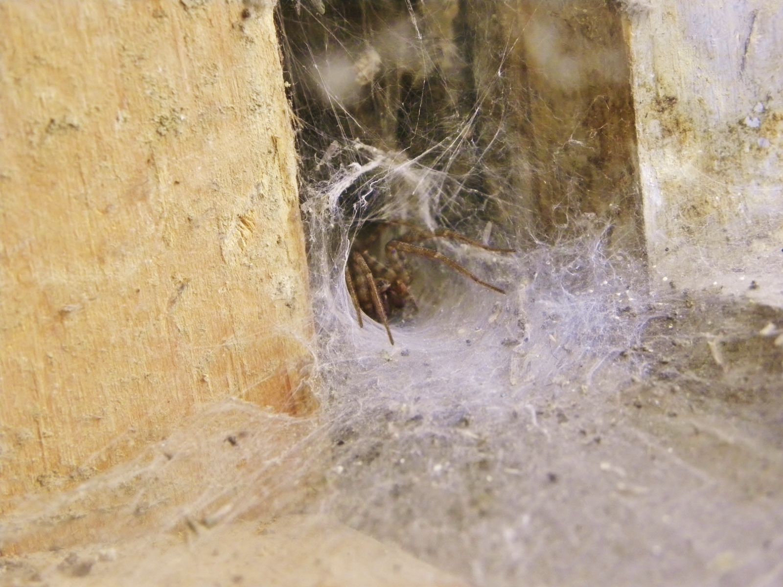 Winter Pests: Pests That Invade Your Home in the Winter