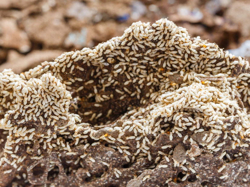 4 Tips To Help Control The Pest Population In Your Residence