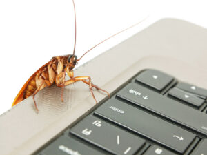 Dealing With Cockroaches In The Office This Spring - Truly Nolen Canada