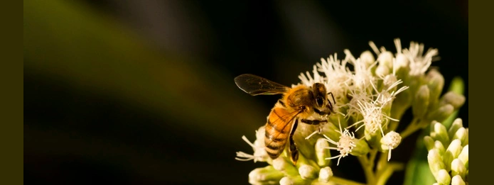 Why Are Bees So Busy in Fall?