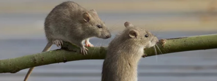 Halifax Pest Control: Are Rats Social Animals?