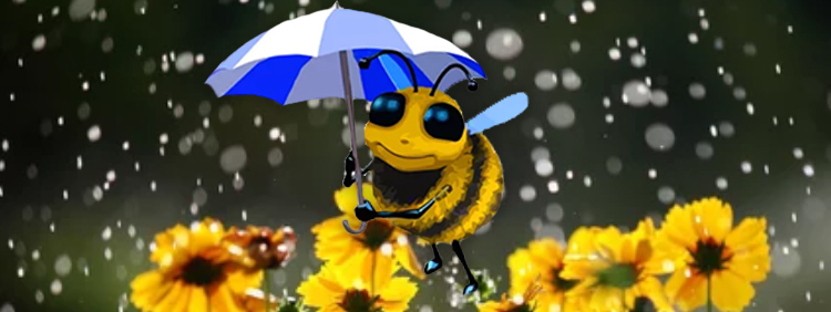 Halifax Pest Control: Can Bees Fly in The Rain?
