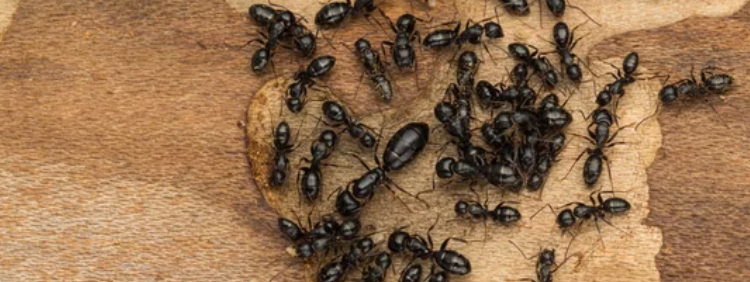 What Roles Do Female and Male Ants Provide To Their Colony?