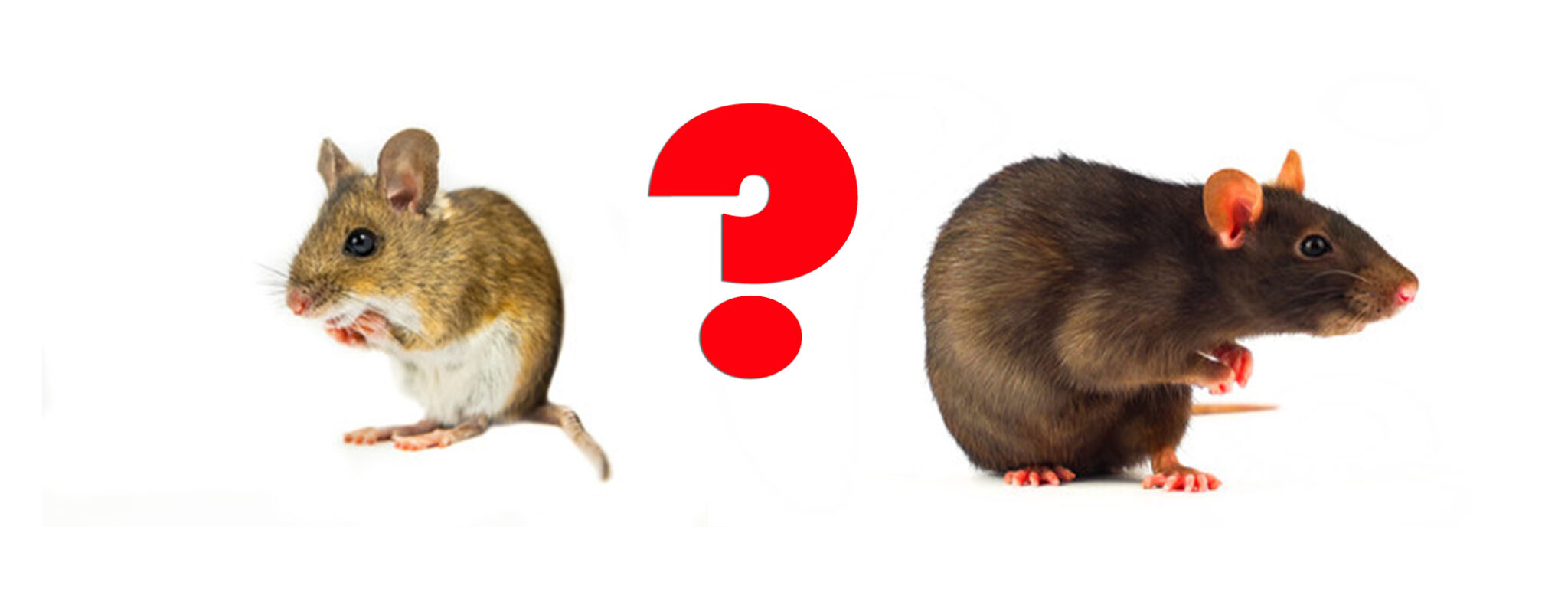 What's The Difference Between Mice and Rats?