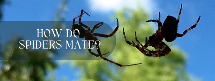 Halifax Pest Removal: How Do Spiders Mate?