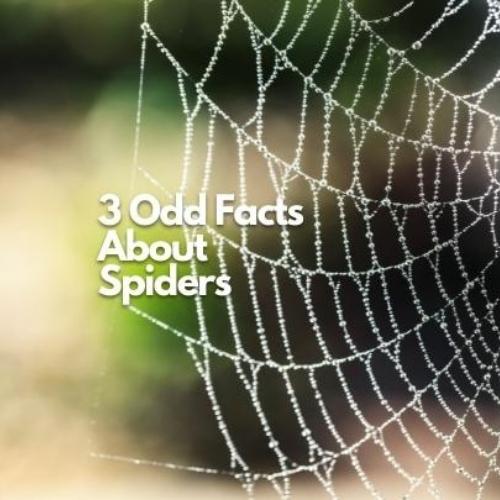 Cambridge Spider Control: 3 Odd Facts About Spiders