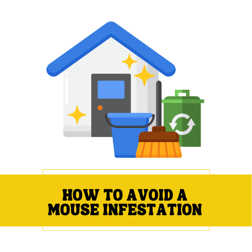 How To Avoid a Mouse Infestation In Your Cambridge Apartment