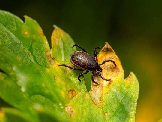 Where Can You Find Ticks?