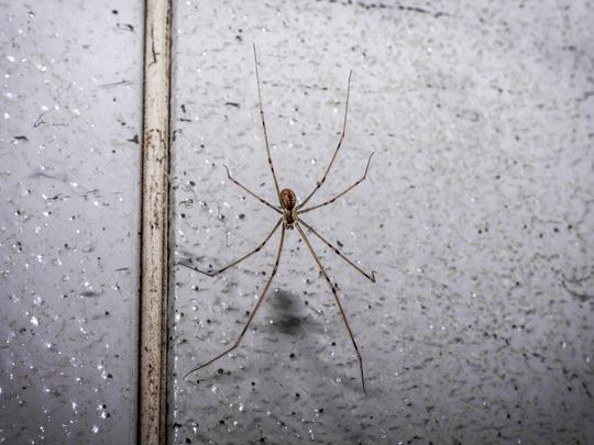 Burlington Spider Removal: 4 Things You Should Know About Spiders