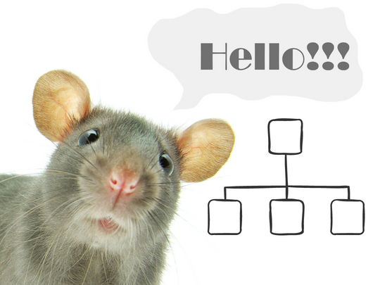 Toronto Pest Control: The Social Hierarchy of the Rat