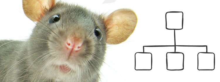 Toronto Pest Control: The Social Hierarchy of the Rat