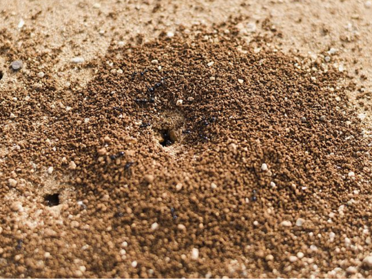 Brampton Pest Removal: How Big is an Ant Colony?