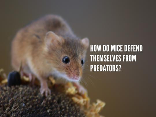Guelph Pest Control: How Do Mice Defend Themselves