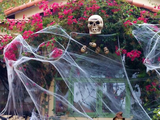 Guelph Pest Control: Protect Halloween Decorations From Spiders