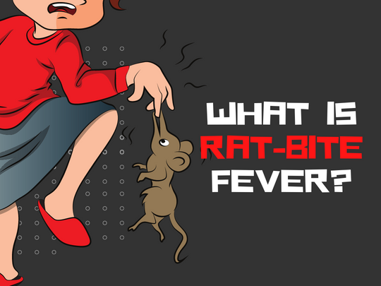 Toronto Pest Control: What is Rat-Bite Fever?