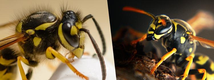 Toronto Pest Control: Where You Might Find Bed Bugs in Your Home