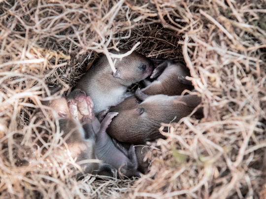 4 Things That Attract Mice to Homes and How You Can Prevent It