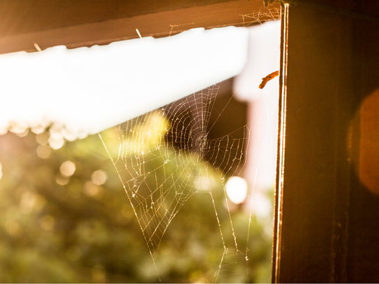 How To Determine You Have a Spider Problem
