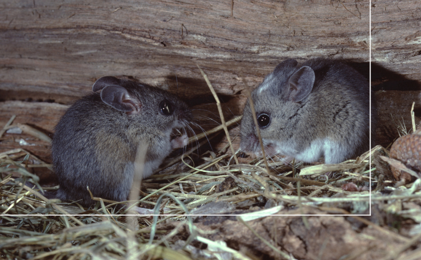 Field Mouse Grey