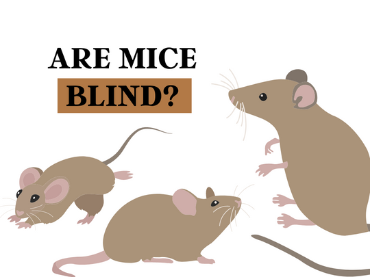 Cambridge Rodent Control: The Facts About Rodents' Eyesight