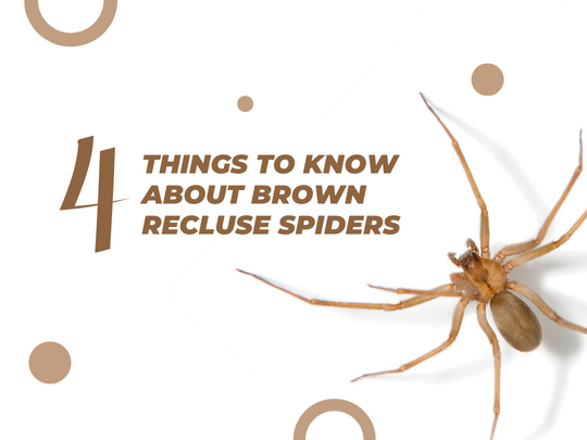 What You Need To Know About The Brown Recluse Spider