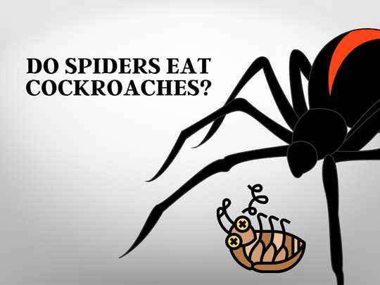 Waterloo Pest Control: Do Spiders Eat Cockroaches?