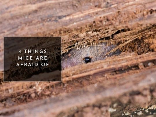Richmond Hill Pest Control: 4 Things Mice Are Afraid Of