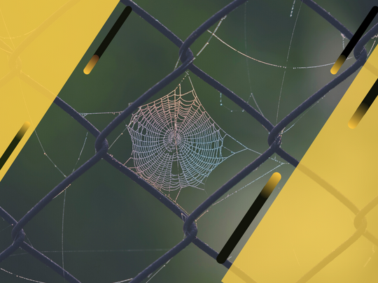 Toronto Pest Control: Where Do House Spiders Live?