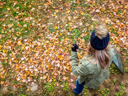 Toronto Pest Control: Are Mice Digging Holes in Your Lawn?