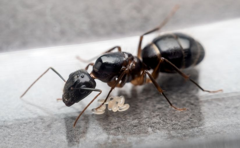 Queen Ant