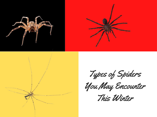 Different Types Of Spiders