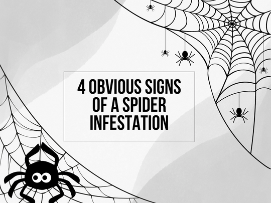 4 Obvious Signs of a Spider Infestation
