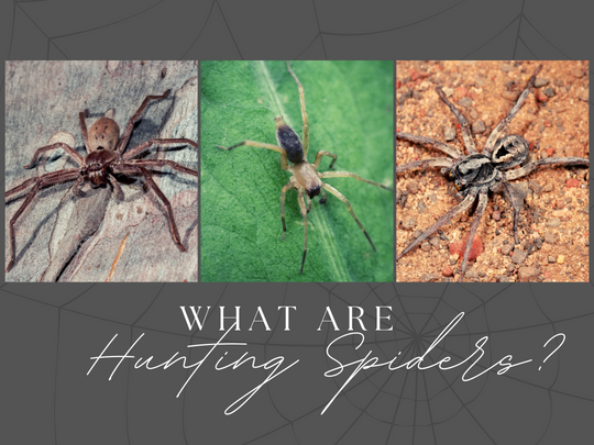 Toronto Pest Control: What are Hunting Spiders?