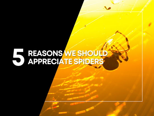 5 Reasons We Should Appreciate Spiders