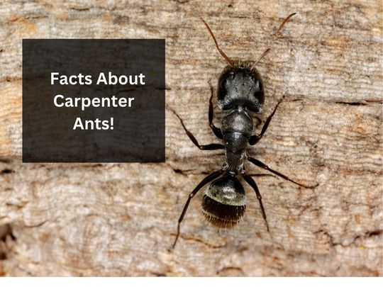 Milton Pest Removal: 3 Interesting Facts About Carpenter Ants