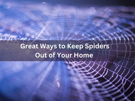 Great Ways to Keep Spiders Out of Your Home in York
