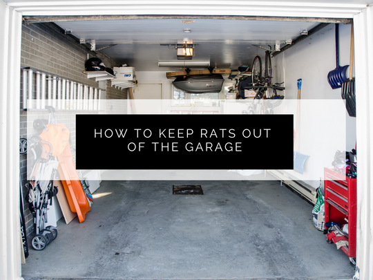 Toronto Pest Control: How to Keep Rats Out of the Garage