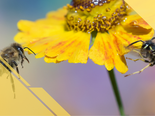 Toronto Pest Control The Difference Between Bees And Wasps