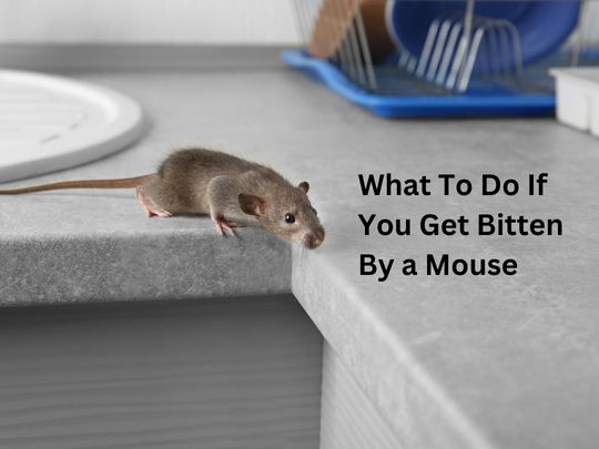 Burlington Pest Removal: What To Do If You Get Bitten By a Mouse?