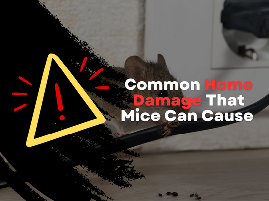 Common home damage that mice can cause.