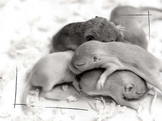 How Often Do Mice Reproduce?