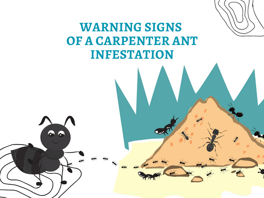 3 warning signs of a carpenter ant infestation.