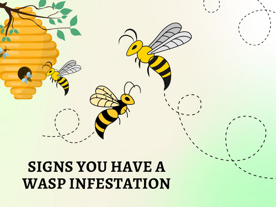 Signs You Have a Wasp Infestation in Kitchener