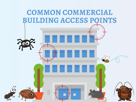 Common Ways Pests Access Commercial Buildings in Kitchener