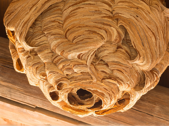 Hamilton Pest Control: Where Do Wasps Build Their Nests?
