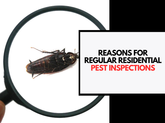 3 Reasons For Regular Residential Pest Inspections
