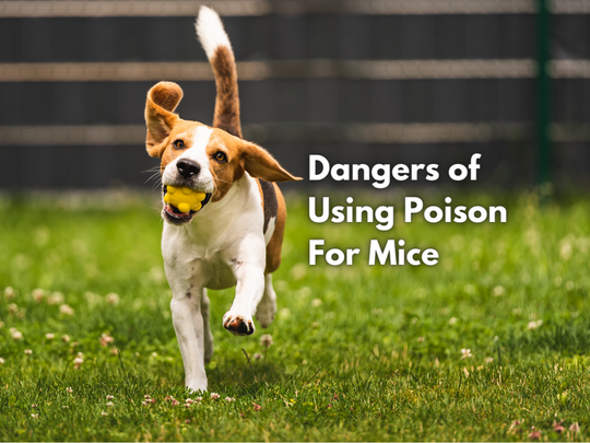 The Dangers of Using Poison for Mice Removal in Thornhill