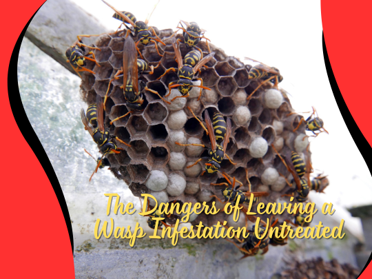 The Dangers of Leaving a Wasp Infestation Untreated