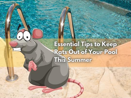Why rats might be attracted to your pool and how to keep them out.